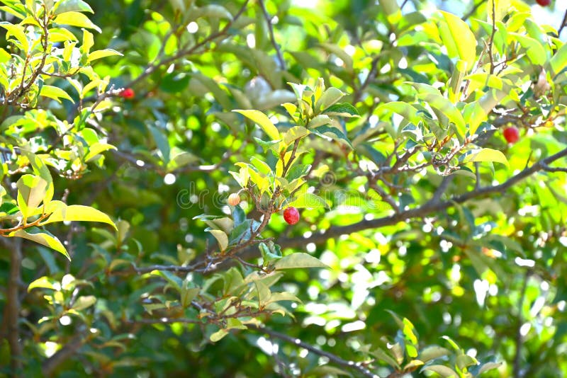 692 Silverberry Tree Stock Photos - Free & Royalty-Free Stock Photos ...