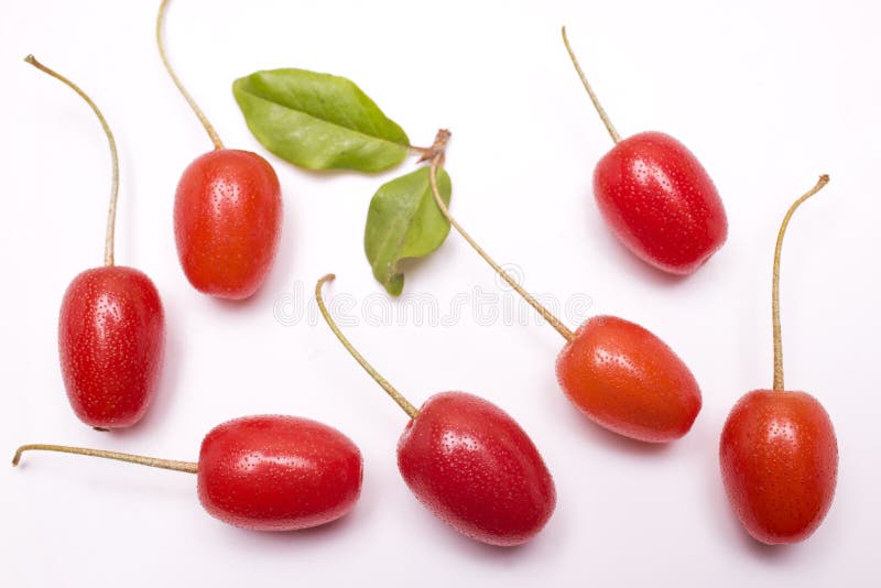 Silverberry fruit stock image. Image of garden, gardening - 33633693