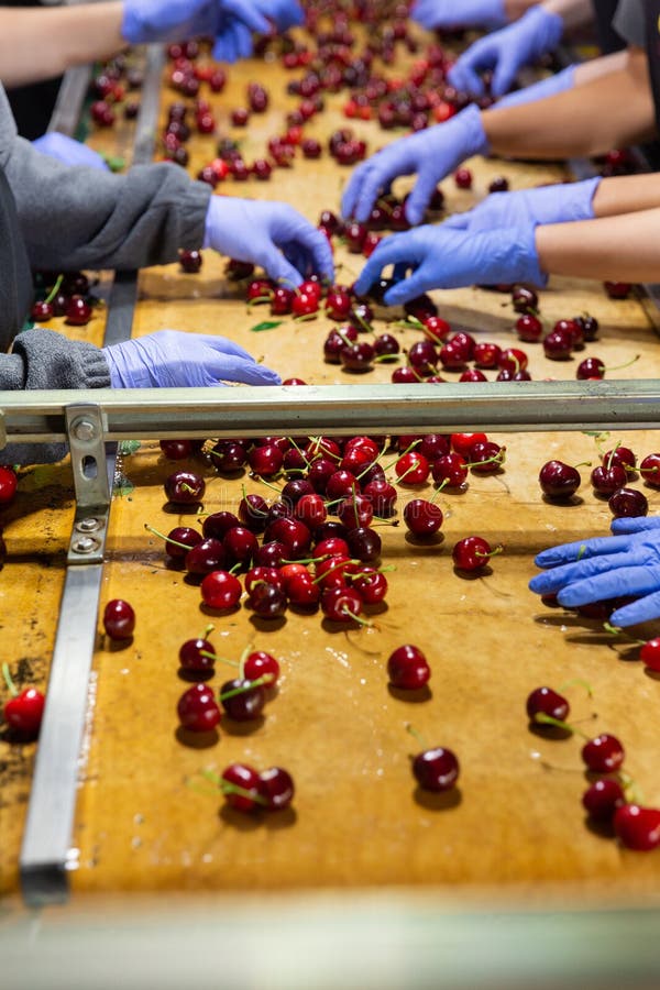 Cherry Sorting and Selecting in a Warehouse Stock Image - Image of ...