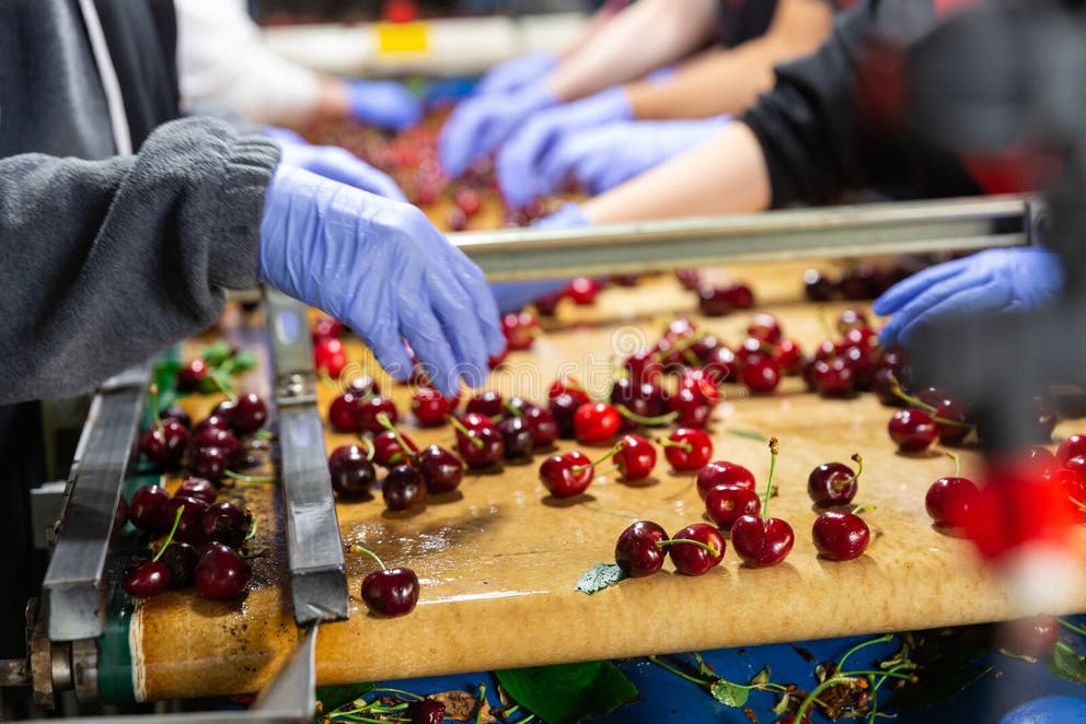 Cherry Sorting and Selecting in a Warehouse Stock Photo - Image of ...