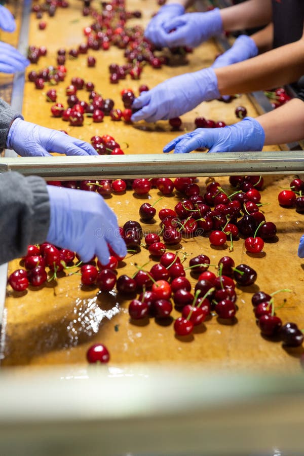 Cherry Sorting and Selecting in a Warehouse Stock Photo - Image of ...