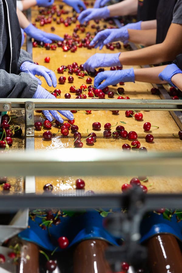 Cherry Sorting and Selecting in a Warehouse Stock Photo - Image of ...