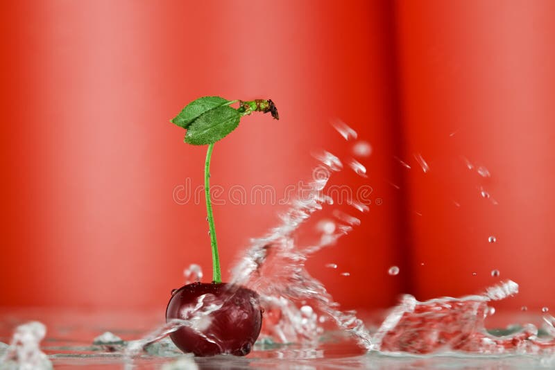 Cherry splash stock image. Image of healthy, berry, curved - 6454563