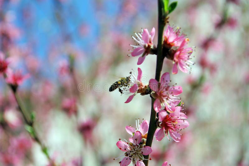 Peach in the Spring and Bees that Work Well Stock Photo - Image of ...