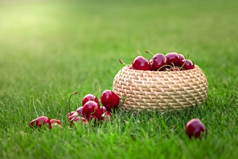 Sweet Cherry on Green Grass Stock Image - Image of fresh, nature: 148311043