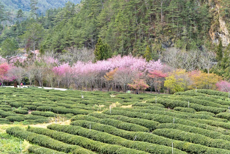 Beautiful Tea Garden in Taiwan Stock Image - Image of outdoors ...