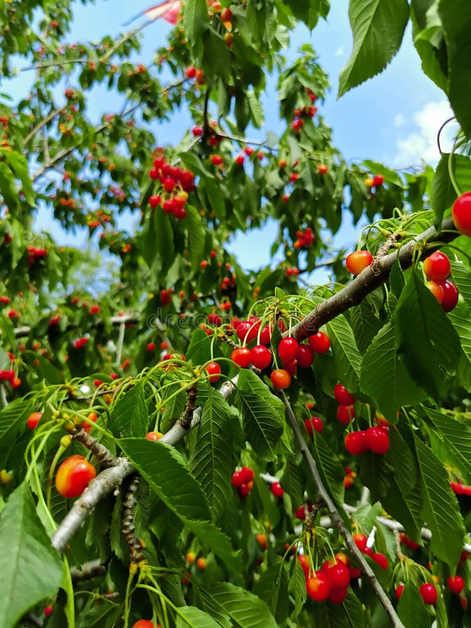 Cherry Three with Cherry Fruits Stock Image - Image of green, leaf ...