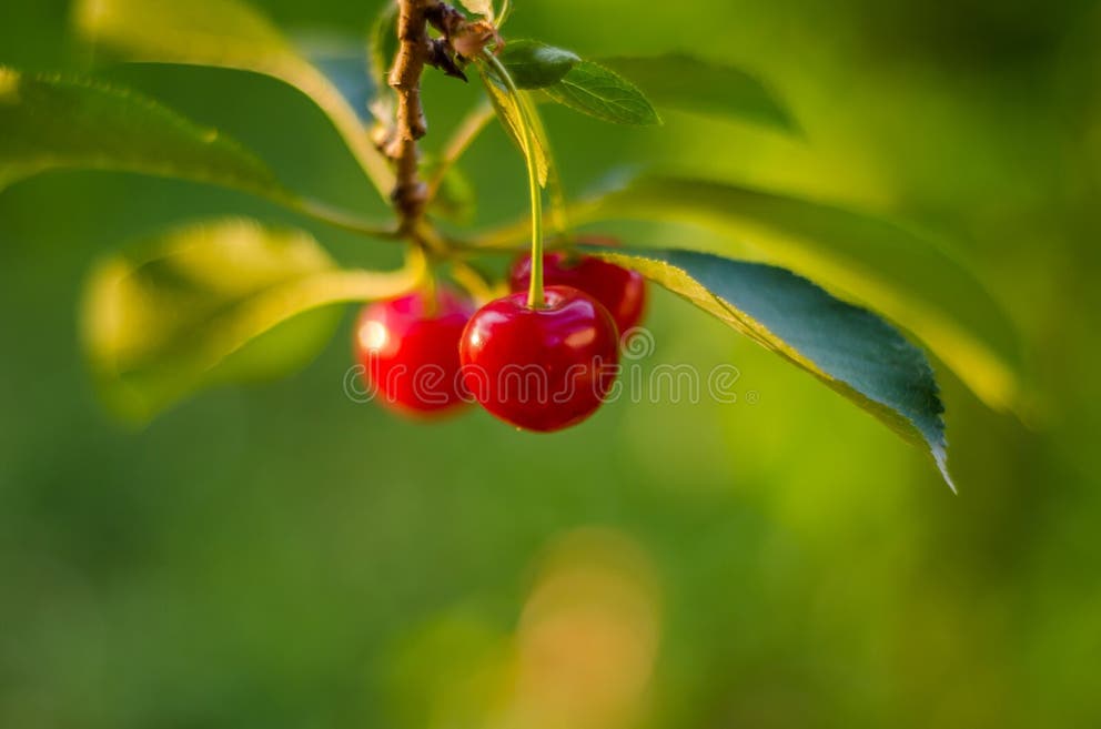 Cherry time stock image. Image of blosom, green, time - 95994515
