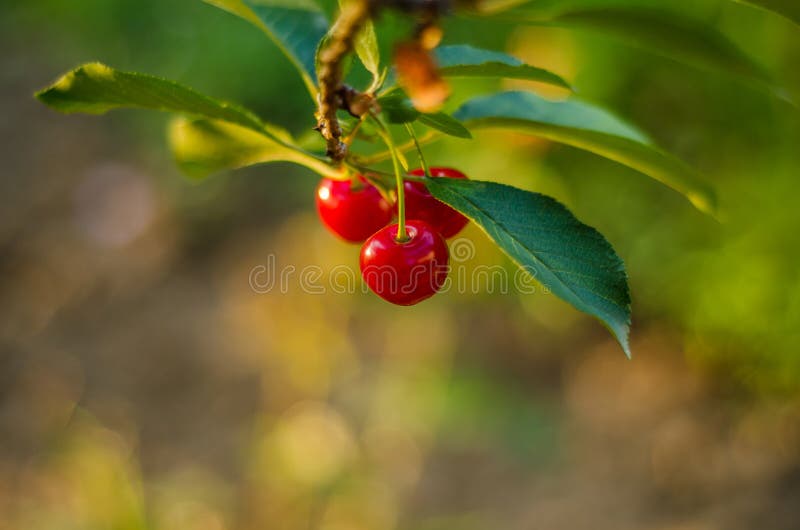 Cherry time stock image. Image of blosom, perfect, fruitn - 95994531