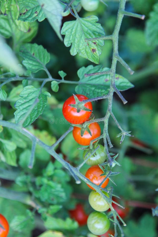 Cherry Tomato Bunch stock photo. Image of garden, farm - 127554430
