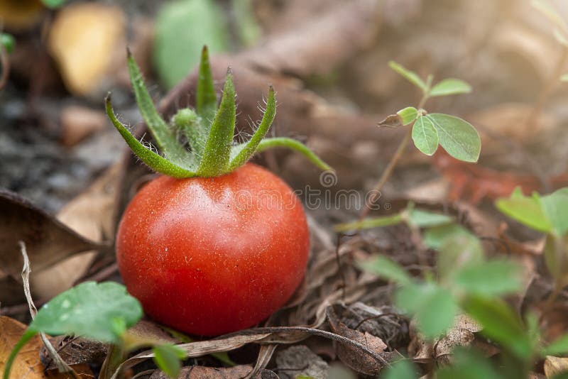 Cherry tomato stock image. Image of white, organic, ripe - 95265721