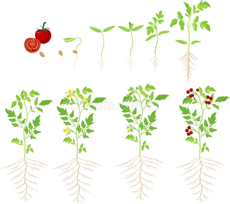 Tomato Plant Growth Drawing Stock Illustrations – 716 Tomato Plant ...