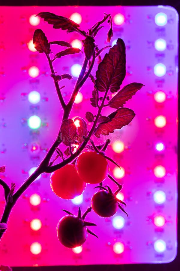 Cherry Tomato Harvest Under the Led Light Grow Lamp Stock Image - Image ...