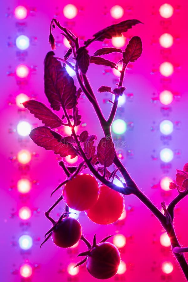 Cherry Tomato Harvest Under the Led Light Grow Lamp Stock Image - Image ...