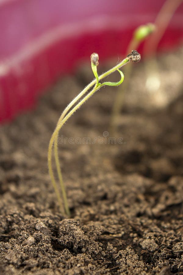 Cherry tomato sprout stock image. Image of agriculture - 271404749