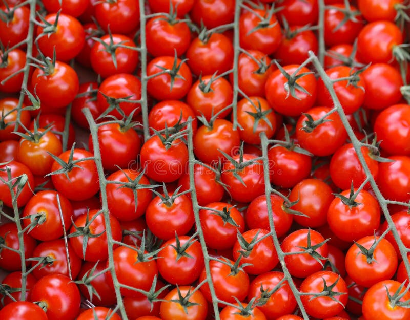 Cherry tomato stock photo. Image of tomatoes, tomato - 35588636