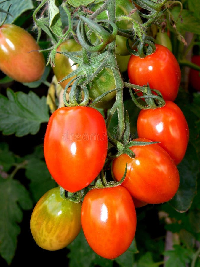 Cherry tomatoes stock photo. Image of tomato, food, vegetable - 17070914
