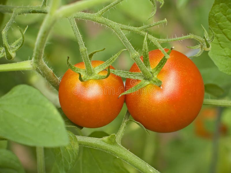 Black Krim -- Ukrainian Heirloom Tomato Stock Image - Image of black ...