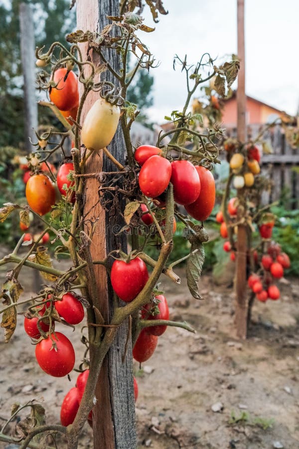 Cherry Tomatoes Cultivated in Romania Stock Photo - Image of vertical ...