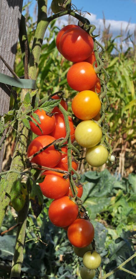 Cherry Tomatoes Grow in Open Ground Stock Image - Image of natural ...