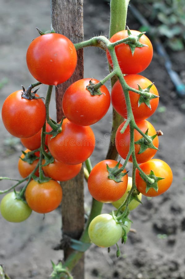 Cherry Tomatoes Grow in Open Ground Stock Photo - Image of green ...