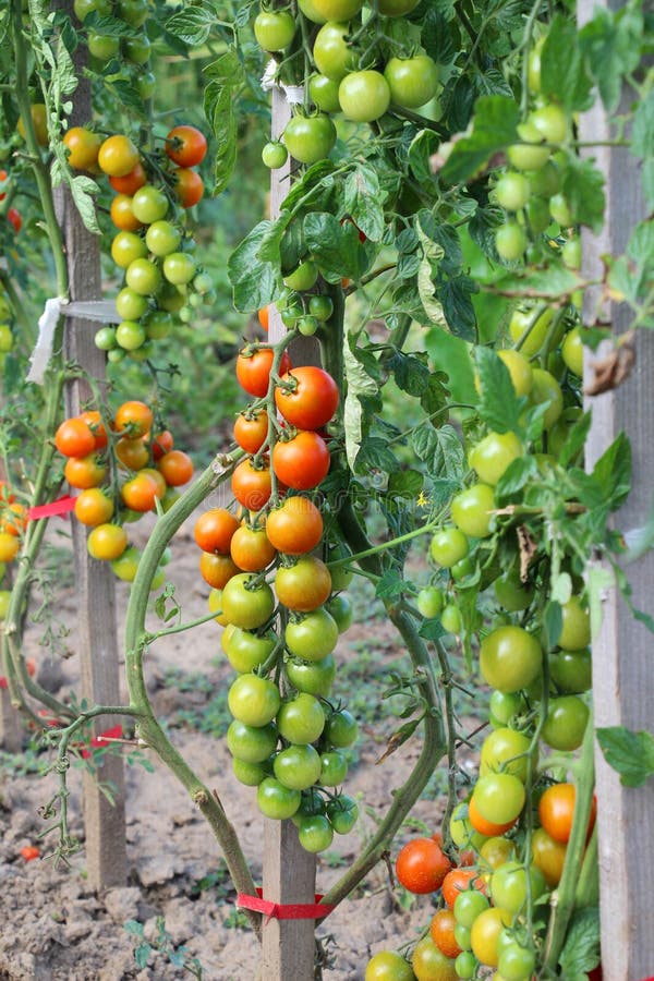 Cherry Tomatoes Grow in Open Ground Stock Photo - Image of agriculture ...