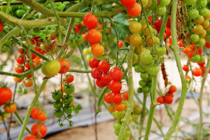 Cherry Tomatoes Growing on the Vine Stock Image - Image of production ...