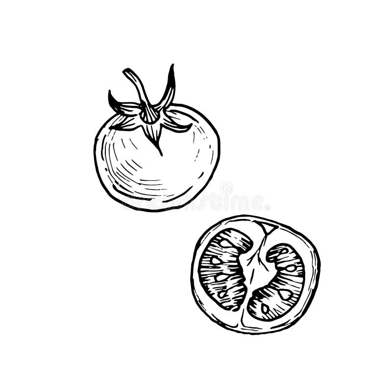 Cherry Tomatoes Hand Drawn Vector Illustrations. Whole and Half a ...