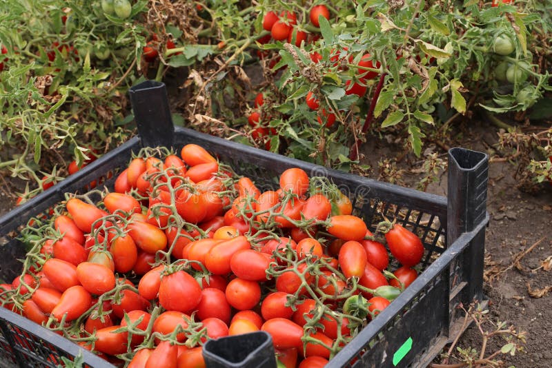 Cherry Tomatoes are in a Plastic Box Stock Photo - Image of tomatoes ...