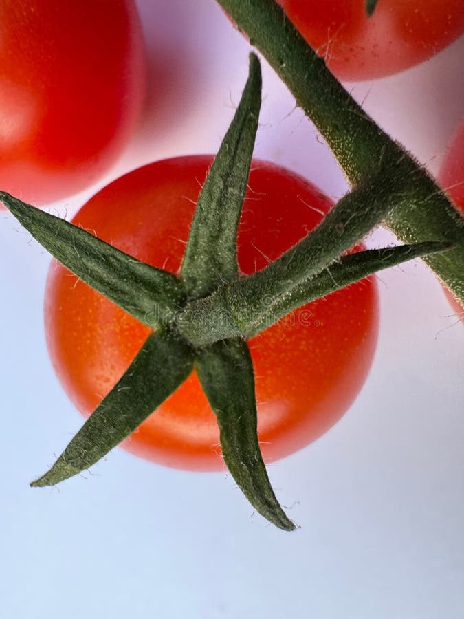 Cherry Tomatoes on Stalk Against Plain White Background Stock Image ...