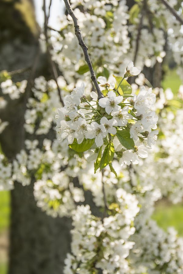 Cherry trea in spring park stock photo. Image of cherry - 142641626