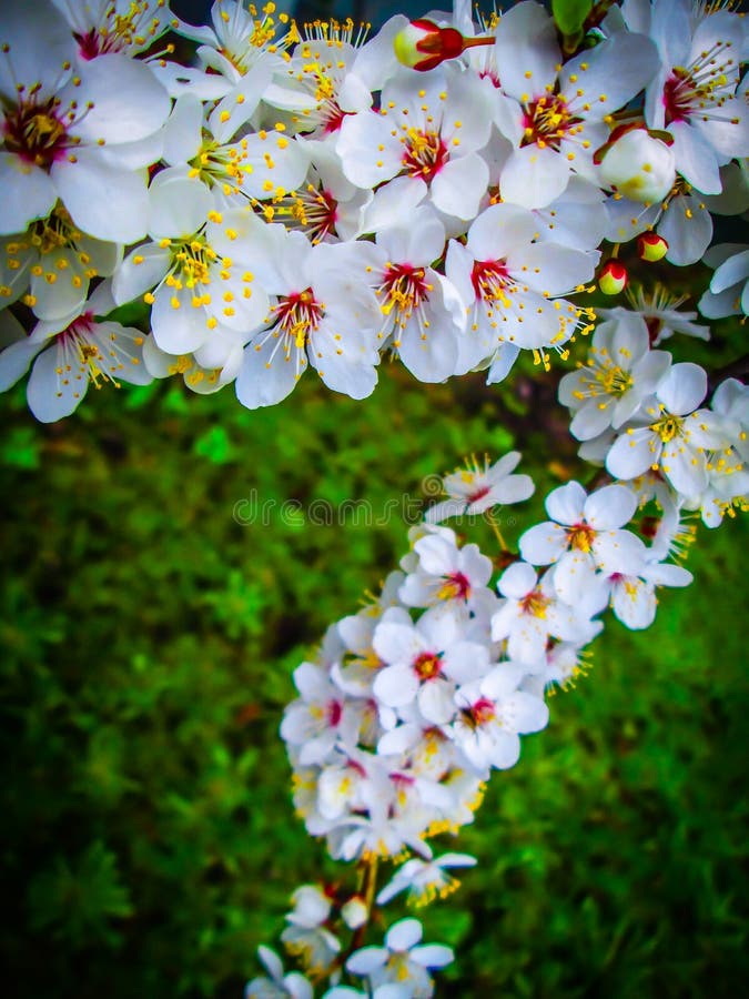 Cherry Tree imagen de archivo. Imagen de cereza, blanco - 115599719