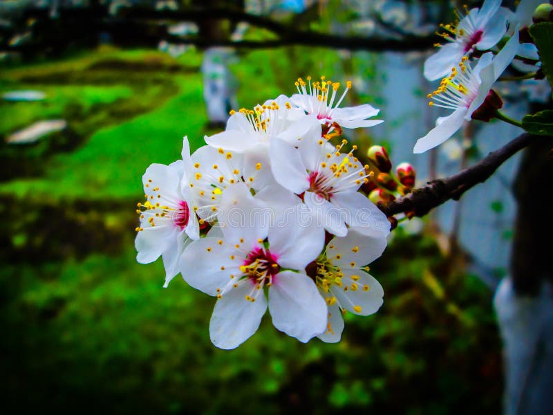 Cherry stock image. Image of cherry, grass, tree, white - 115599963