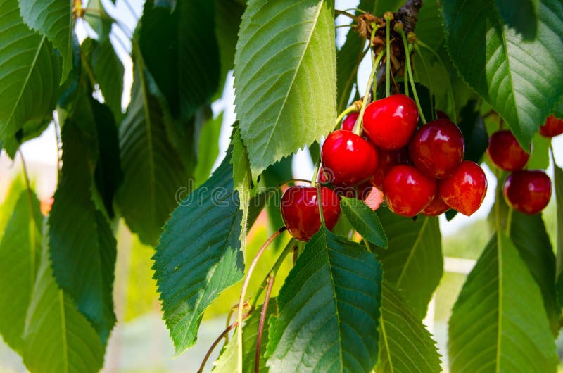 Cherry Tree imagen de archivo. Imagen de promedio, género - 117585729
