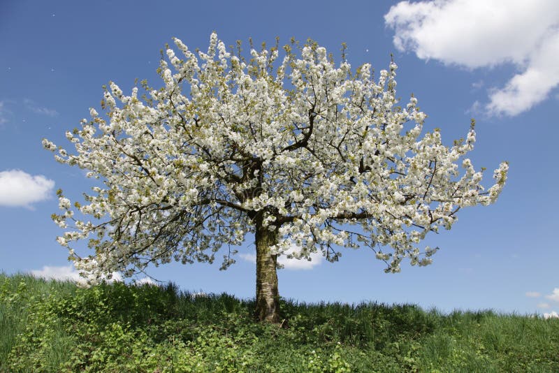 Beautiful Scenery Of Nature In The Mountains Stock Image - Image of ...