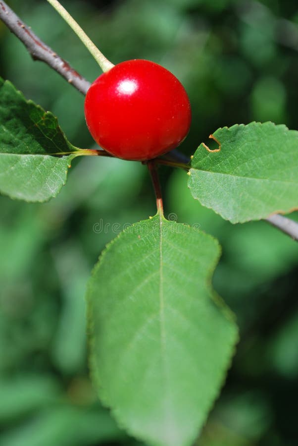 Cherry on the tree stock photo. Image of fruit, outdoors - 15591684