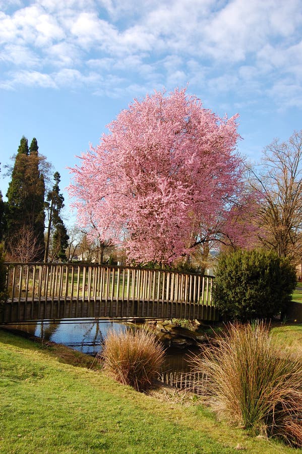 Cherry Tree stock photo. Image of seasons, flower, stream - 2477026