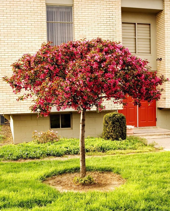 Cherry Tree stock photo. Image of cherry, flowers, brick - 2792088
