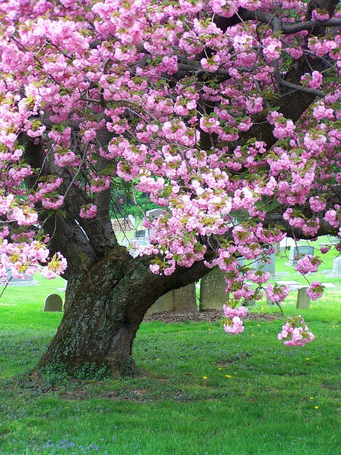 Garden in Spring stock photo. Image of blossoming, april - 31149340