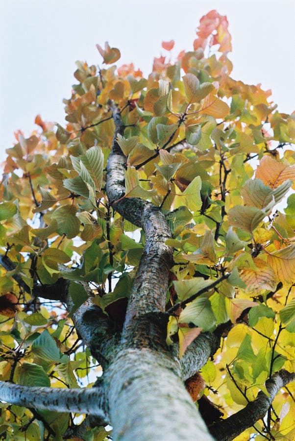 Cherry Tree stock photo. Image of tree, green, summer - 4933246