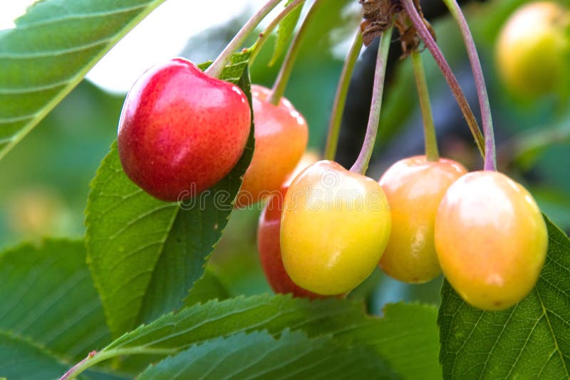 Cherry tree stock photo. Image of green, berry, delicious - 5301120