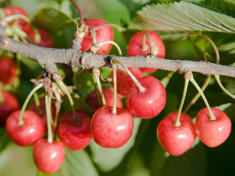 Cherry on the tree stock photo. Image of ripe, nature - 7686496