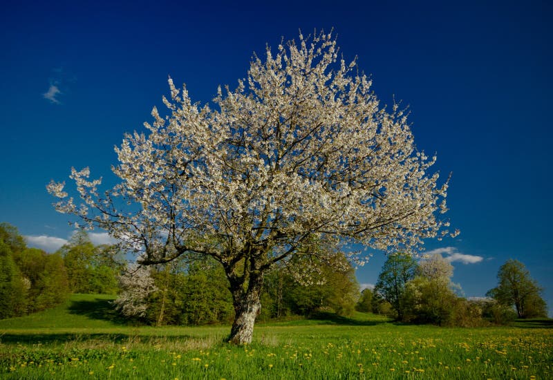 Blossoming tree in spring. stock image. Image of lonely - 6219979