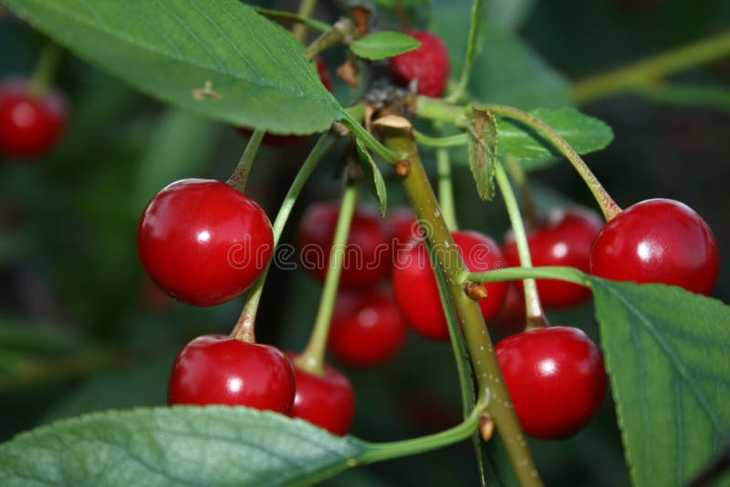 Cherry tree stock image. Image of food, freshness, eating - 8507285