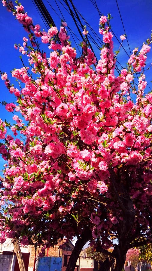 Cherry tree stock photo. Image of blosom, tree, cherry - 92918400