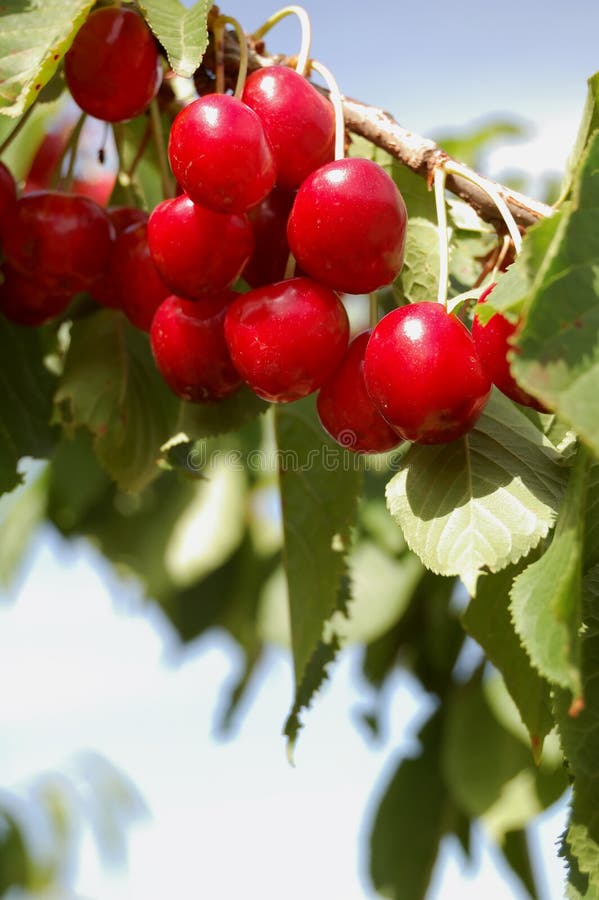 Orange tree stock image. Image of branch, cold, land, delicious - 1329429