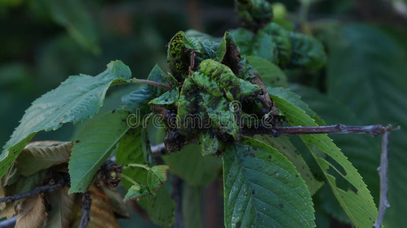 Cherry Tree Affected by Pests Aphids and Ants. Photo Stock Photo ...