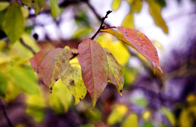 Cherry tree autumn leaves stock image. Image of yellow - 202418101