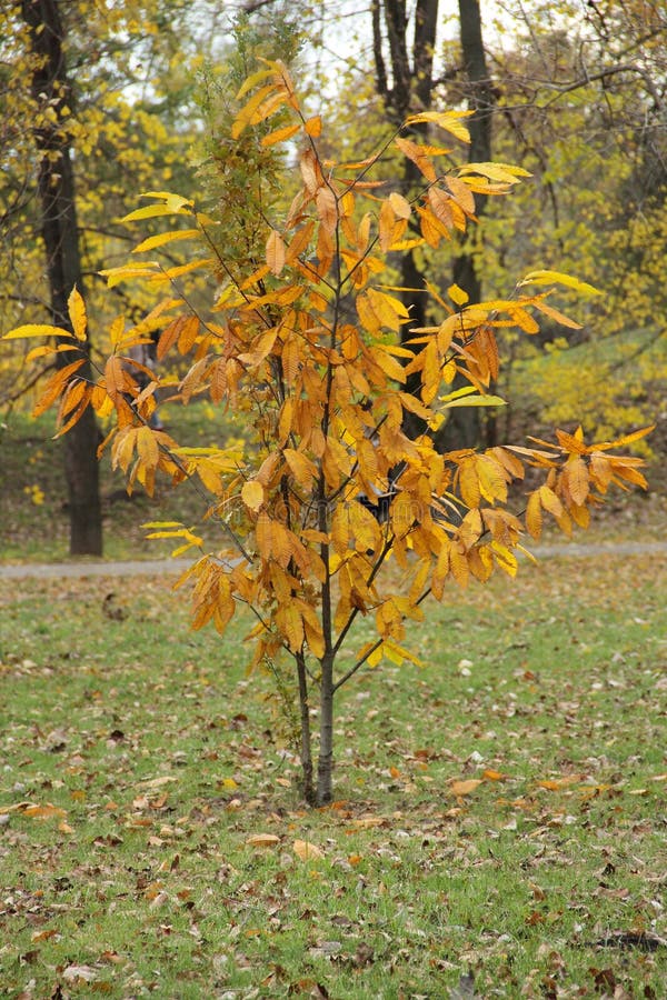 Cherry tree in autumn Park stock photo. Image of tree - 83091620