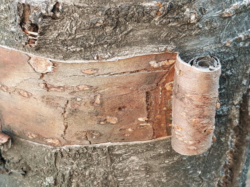 Cherry tree bark stock photo. Image of brown, branch - 107466038